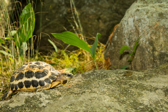 Arachnoide Bilder – Durchsuchen 74 Archivfotos, Vektorgrafiken und ...