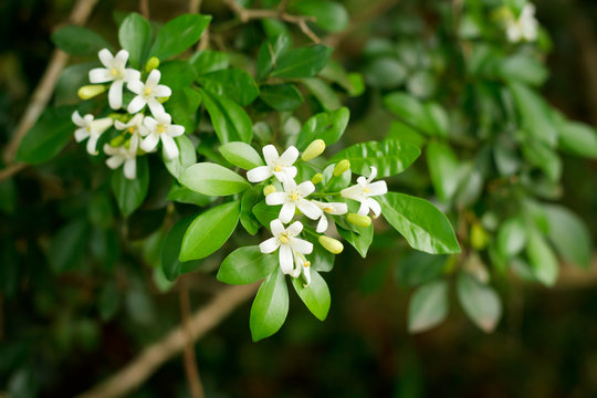 รูปภาพMurraya – เลือกดูภาพถ่ายสต็อก เวกเตอร์ และวิดีโอ1,989 | Adobe Stock