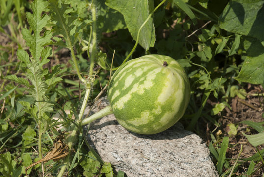 รูปภาพCucurbitacee – เลือกดูภาพถ่ายสต็อก เวกเตอร์ และวิดีโอ116 | Adobe ...