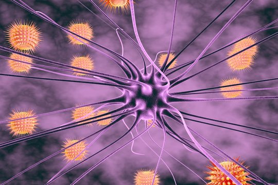 Neuroinfection Images – Browse 56 Stock Photos, Vectors, and Video ...