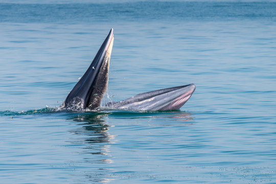 รูปภาพBaleen – เลือกดูภาพถ่ายสต็อก เวกเตอร์ และวิดีโอ8,868 | Adobe Stock