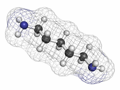 Cadaverin bilder – Bläddra bland 14 stockfoton, vektorer och videor ...