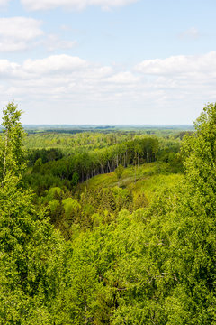 60 BEST Pintree IMAGES, STOCK PHOTOS & VECTORS | Adobe Stock