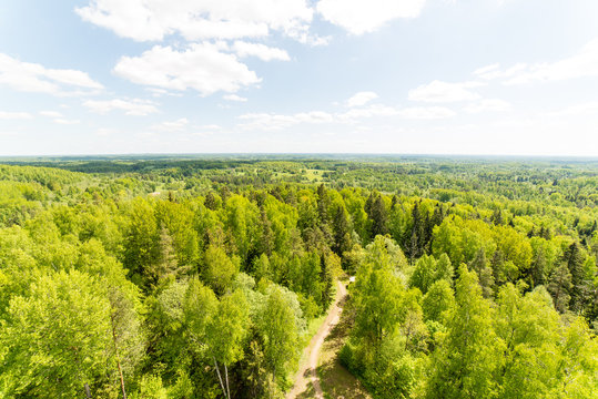 60 BEST Pintree IMAGES, STOCK PHOTOS & VECTORS | Adobe Stock