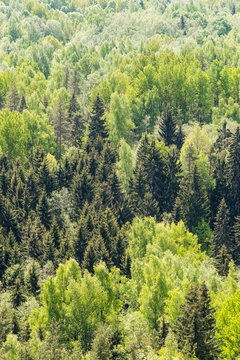 60 BEST Pintree IMAGES, STOCK PHOTOS & VECTORS | Adobe Stock