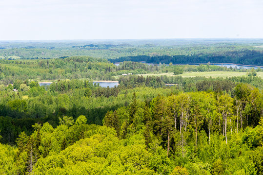 60 BEST Pintree IMAGES, STOCK PHOTOS & VECTORS | Adobe Stock