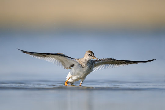 รูปภาพFlapping – เลือกดูภาพถ่ายสต็อก เวกเตอร์ และวิดีโอ119,584 | Adobe ...