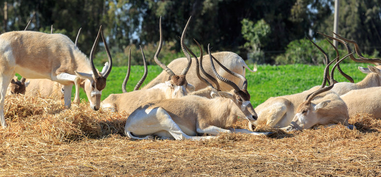 Addax Behavior Images – HD & 4K Photos Free to Download | PikWizard