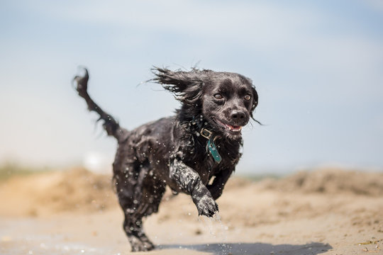A Dog Run Meaning