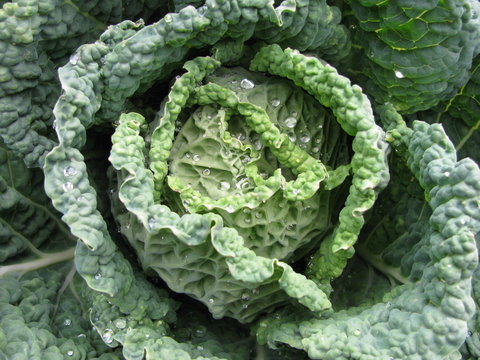 รูปภาพKopfkohl – เลือกดูภาพถ่ายสต็อก เวกเตอร์ และวิดีโอ201 | Adobe Stock