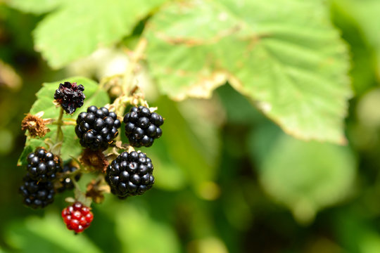 Brombeerhecke 이미지 – 찾아보기 80 스톡 사진, 벡터 및 비디오 | Adobe Stock