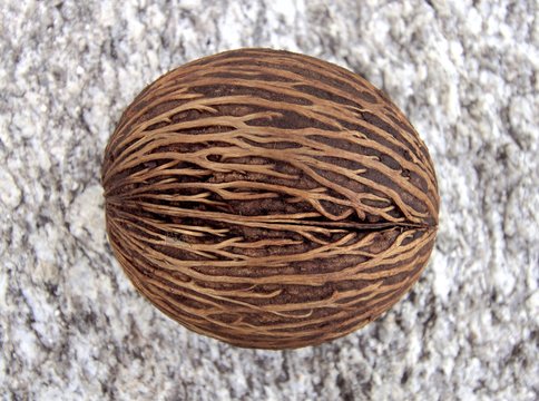 Tangena Images – Browse 158 Stock Photos, Vectors, and Video | Adobe Stock