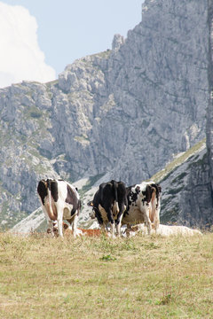 Sederi Images – Browse 14 Stock Photos, Vectors, and Video | Adobe Stock