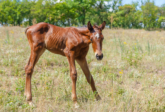 Newborn Foal Standing