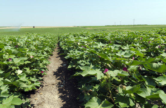 Cottonfield Images – Browse 211 Stock Photos, Vectors, and Video ...