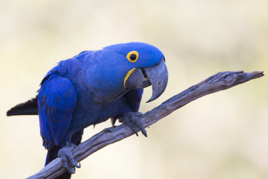 Hyazinthara Images – Browse 81 Stock Photos, Vectors, and Video | Adobe ...