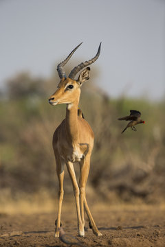 Fluchttier Bilder – Durchsuchen 24,765 Archivfotos, Vektorgrafiken und ...