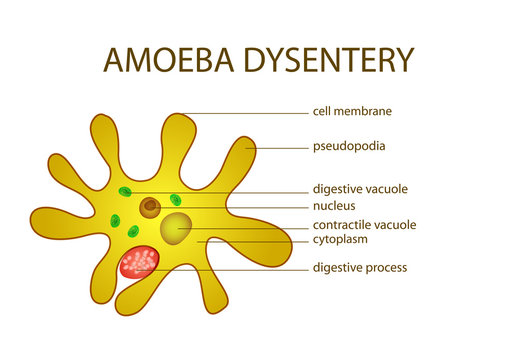 Amoeba Microscope Labeled