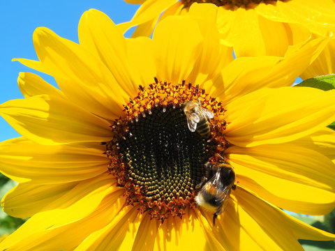 Sommersonne bilder – Bläddra bland 1,106 stockfoton, vektorer och ...