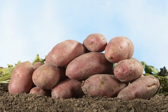 รูปภาพRoseval – เลือกดูภาพถ่ายสต็อก เวกเตอร์ และวิดีโอ118 | Adobe Stock