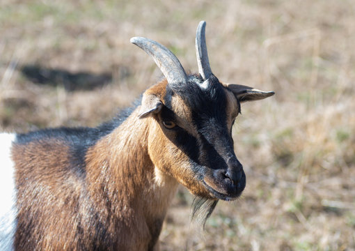 รูปภาพBouc – เลือกดูภาพถ่ายสต็อก เวกเตอร์ และวิดีโอ1,669 | Adobe Stock