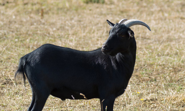 รูปภาพBouc – เลือกดูภาพถ่ายสต็อก เวกเตอร์ และวิดีโอ1,669 | Adobe Stock