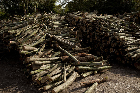 รูปภาพLog-Stack – เลือกดูภาพถ่ายสต็อก เวกเตอร์ และวิดีโอ224 | Adobe Stock