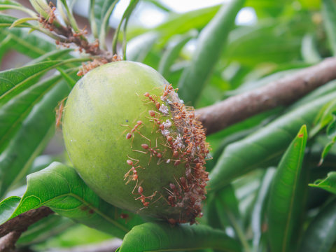 Lawalu bilder – Bläddra bland 77 stockfoton, vektorer och videor ...