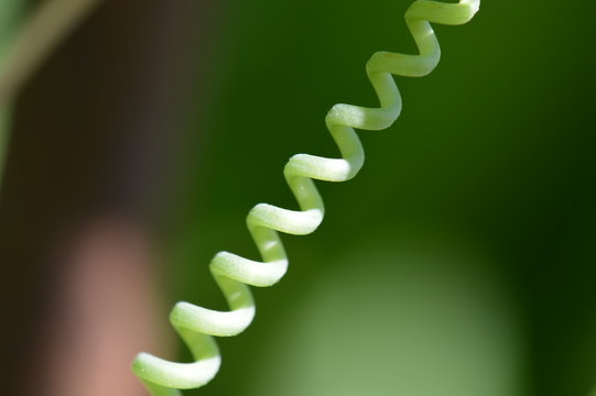 Vrille Images – Browse 817 Stock Photos, Vectors, and Video | Adobe Stock