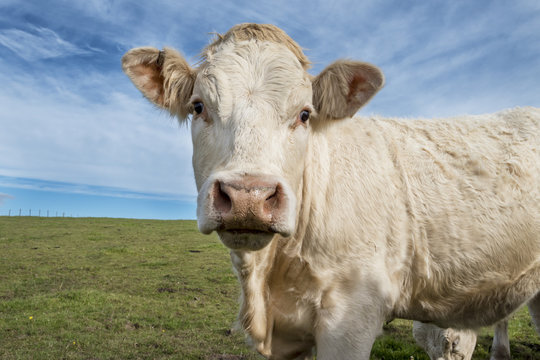 "Cow Close Up"-Bilder: Stock-Fotos & -Videos. | Adobe Stock