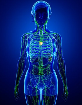 Anatomical Female Body Images – Browse 28,209 Stock Photos, Vectors ...