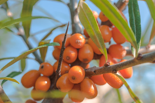 Sandorn 이미지 – 찾아보기 116 스톡 사진, 벡터 및 비디오 | Adobe Stock