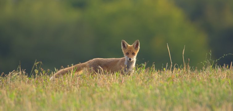รูปภาพRenardeau – เลือกดูภาพถ่ายสต็อก เวกเตอร์ และวิดีโอ340 | Adobe Stock