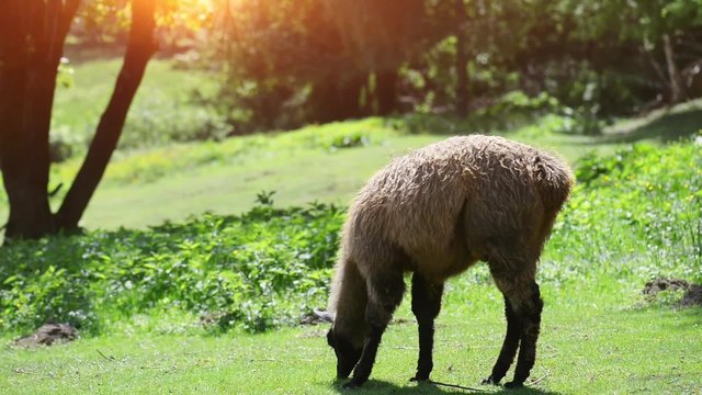 Imagens de Alpama – Explore Fotografias do Stock, Vetores e Vídeos de ...