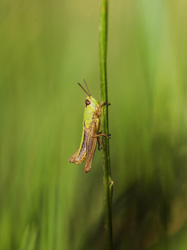 Wiesenbewohner Images – Browse 60 Stock Photos, Vectors, and Video ...