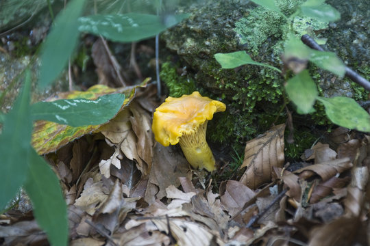 Finferlo Images – Browse 124 Stock Photos, Vectors, and Video | Adobe Stock