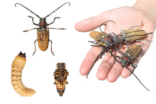 Batocera-Bilder: Stock-Fotos & -Videos. | Adobe Stock