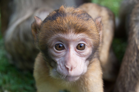 Affenbaby bilder – Bläddra bland 762 stockfoton, vektorer och videor ...