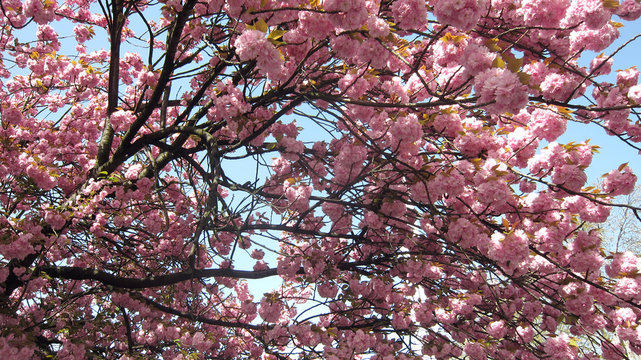 "Japanische Kirsche" - Images et vidéos libres de droits | Adobe Stock