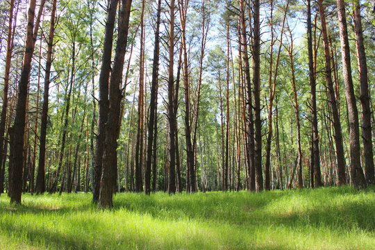 Birchwood Images – Browse 455,650 Stock Photos, Vectors, and Video ...
