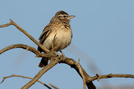 "Bush Lark"-Bilder: Stock-Fotos & -Videos. | Adobe Stock