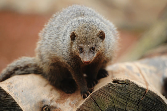 Mungo bilder – Bläddra bland 43,825 stockfoton, vektorer och videor ...