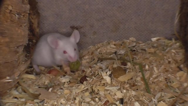 Labormaus Images – Browse 37 Stock Photos, Vectors, and Video | Adobe Stock