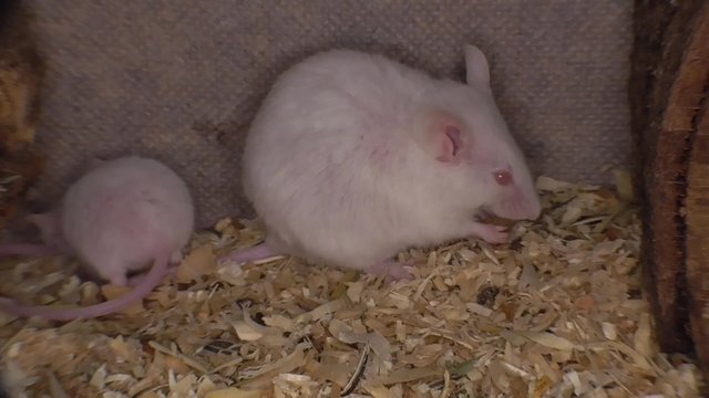 Labormaus Images – Browse 37 Stock Photos, Vectors, and Video | Adobe Stock