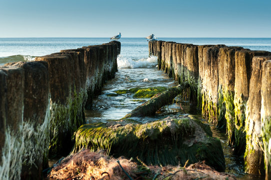 Mewy Images – Browse 1,863 Stock Photos, Vectors, and Video | Adobe Stock