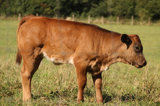 Mugir Images – Browse 61 Stock Photos, Vectors, and Video | Adobe Stock