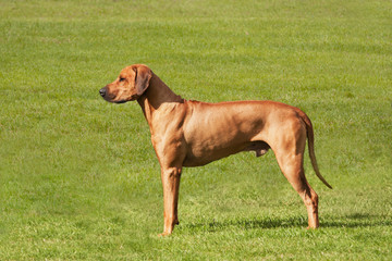 Ridgeback photos, royalty-free images, graphics, vectors & videos ...
