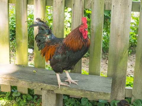 Welsummer Images – Browse 106 Stock Photos, Vectors, and Video | Adobe ...