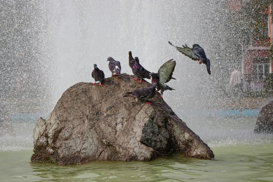 รูปภาพPacifistic – เลือกดูภาพถ่ายสต็อก เวกเตอร์ และวิดีโอ215 | Adobe Stock