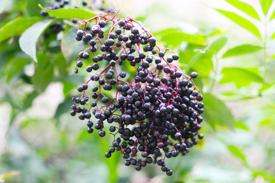 Holunderbeeren Images – Browse 896 Stock Photos, Vectors, and Video ...